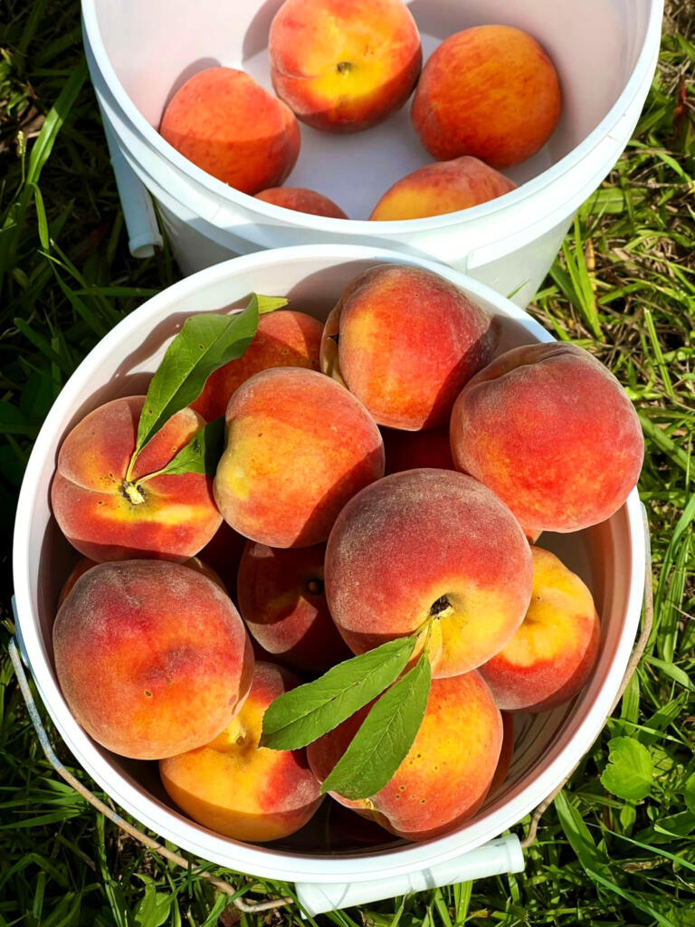 Easy peach puff pastry tarts recipe - Pook's Pantry Recipe Blog